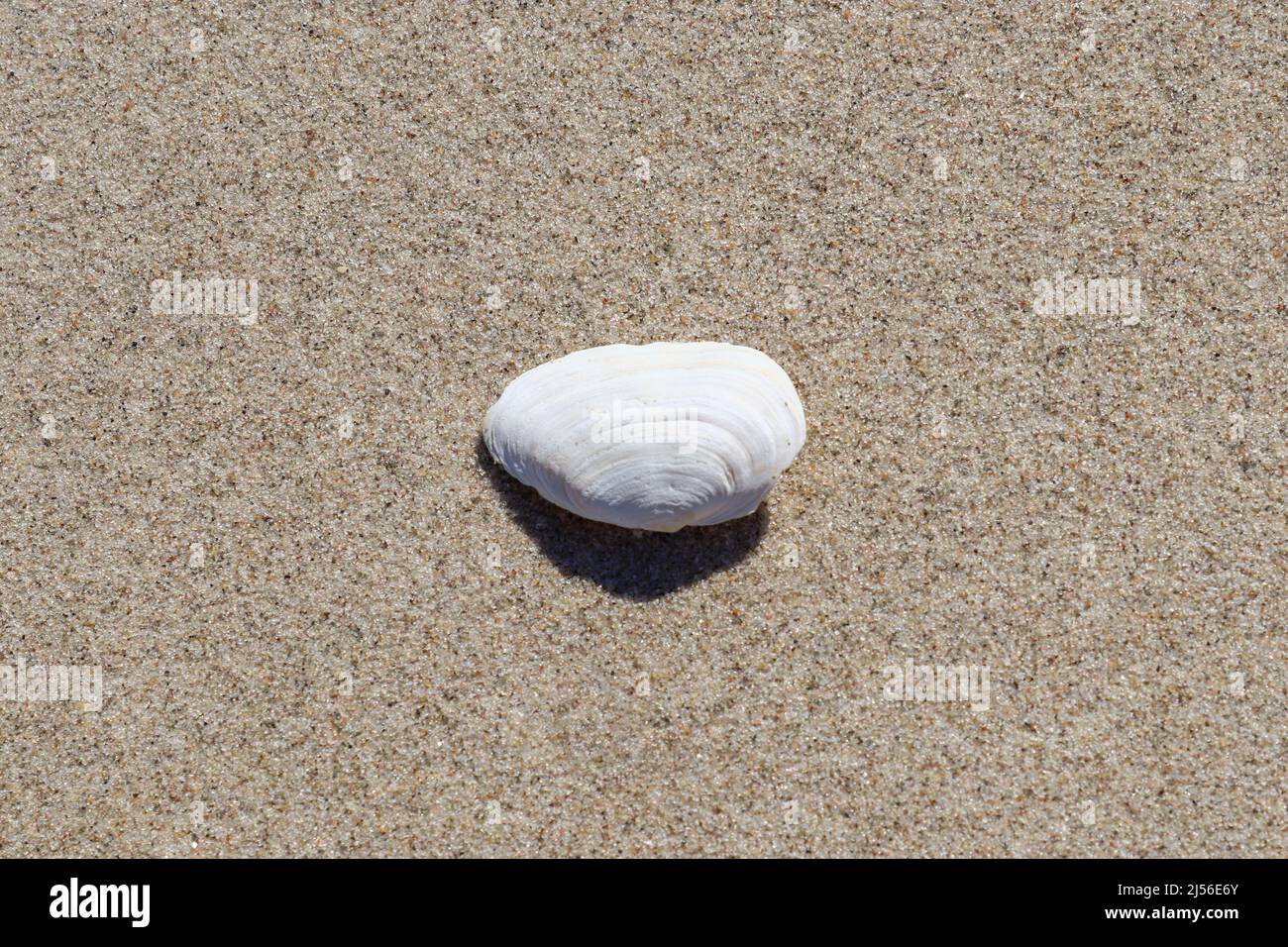 Shells on the beach sand in the summer sunshine - holiday background ...