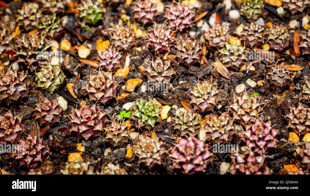 Gymnocalycium cactus seedlings with narrow depth of field Stock Photo ...