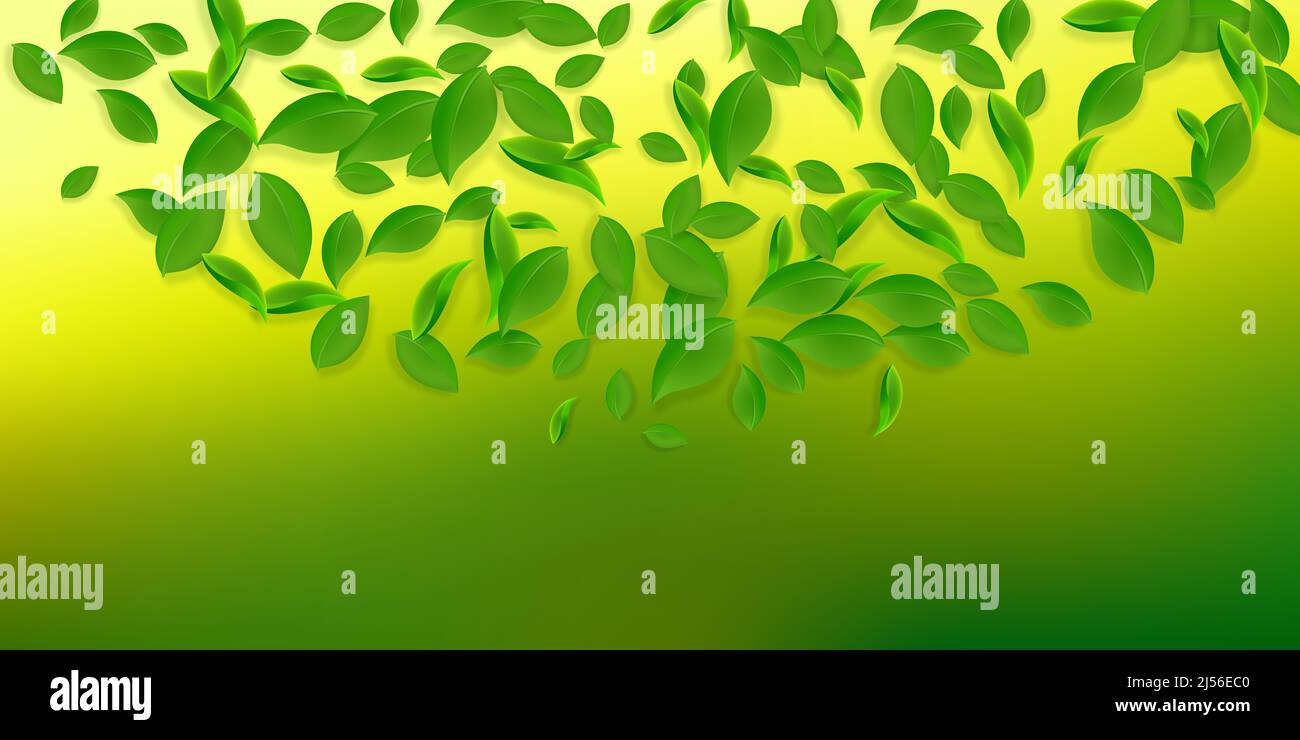 Falling green leaves. Fresh tea chaotic leaves flying. Spring foliage ...