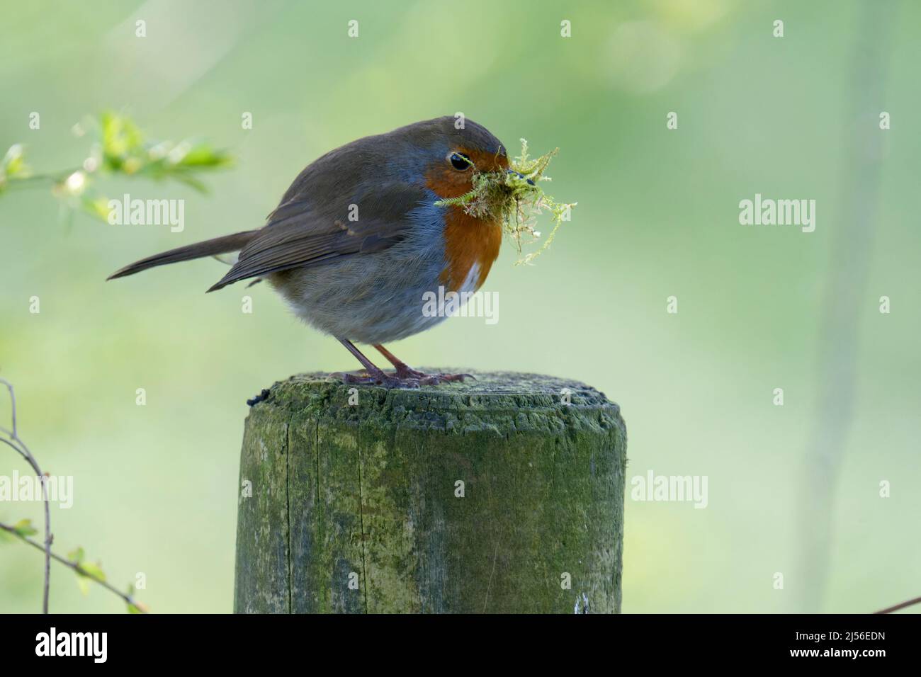 Robin nest uk hi-res stock photography and images - Alamy
