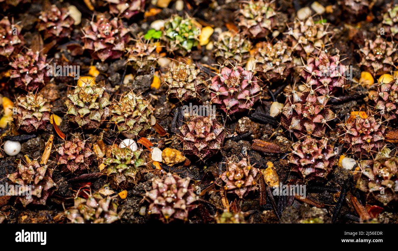 Gymnocalycium cactus seedlings with narrow depth of field Stock Photo ...