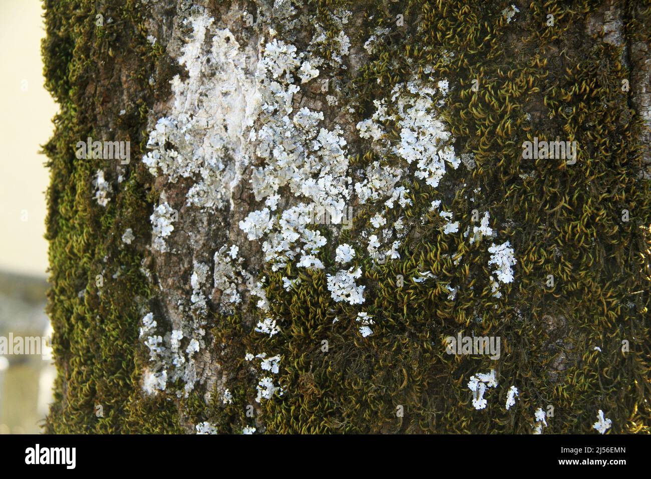 Soil lichens hi-res stock photography and images - Alamy