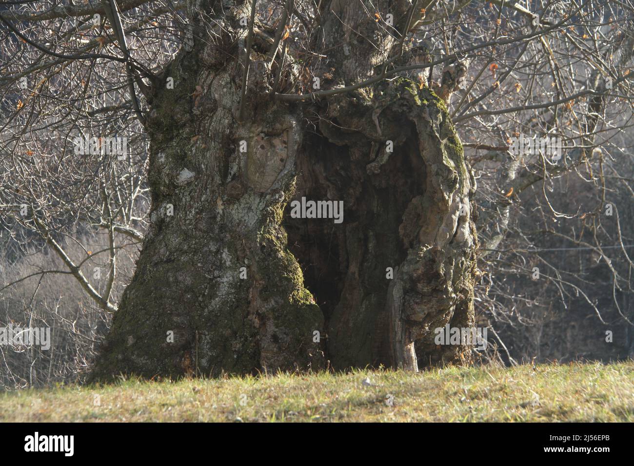 Very large, knotty trunk of an old olive tree in Italy, region Emilia ...