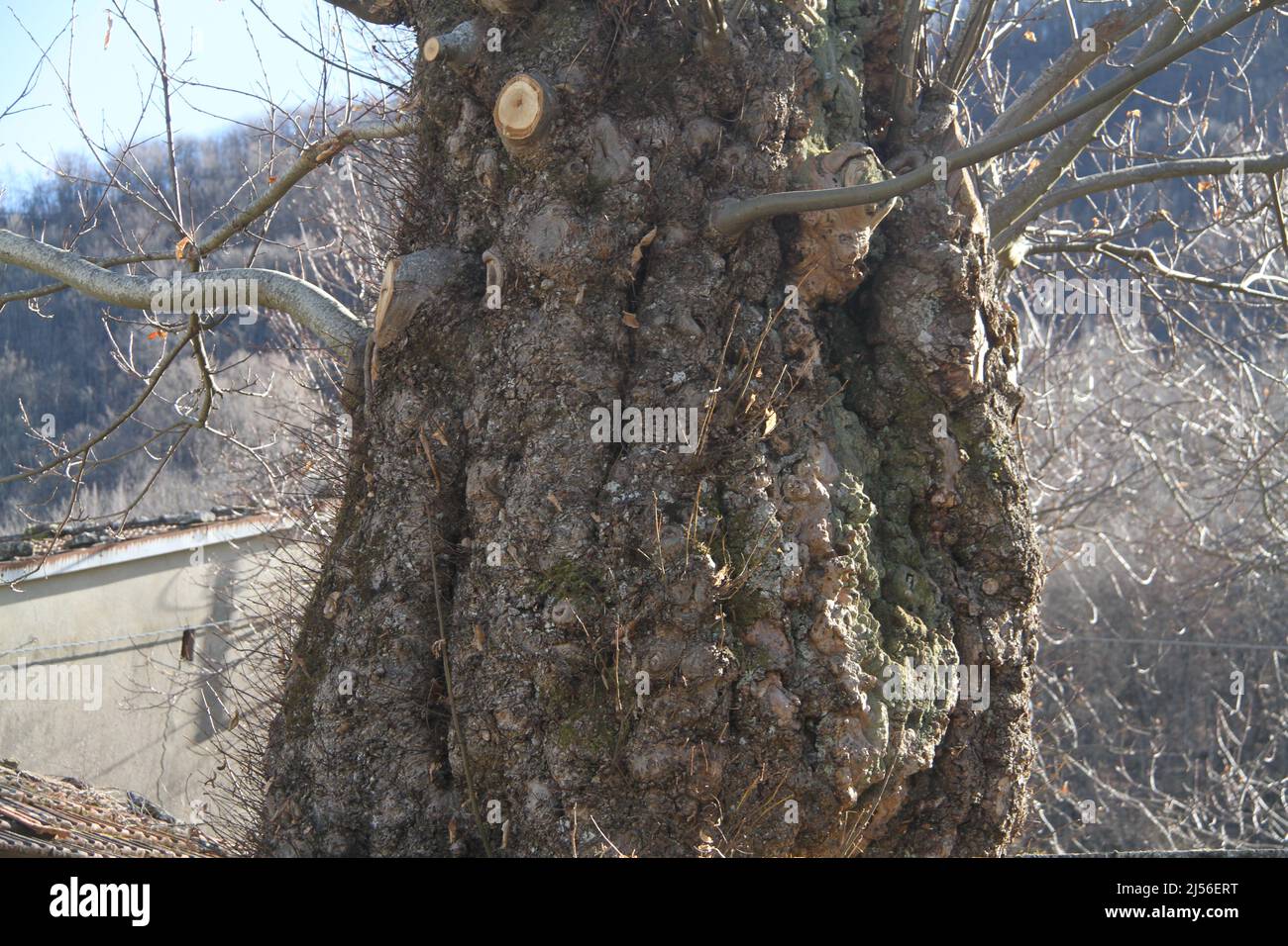 Very large, knotty trunk of an old olive tree in Italy, region Emilia ...