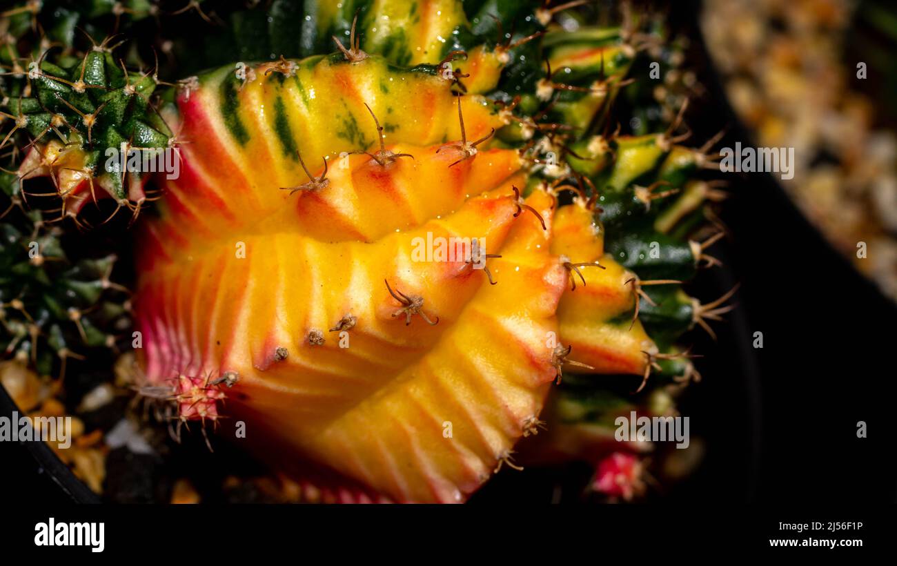 Variegated Gymnocalycium mihanovichi star fire cactus on dark ...