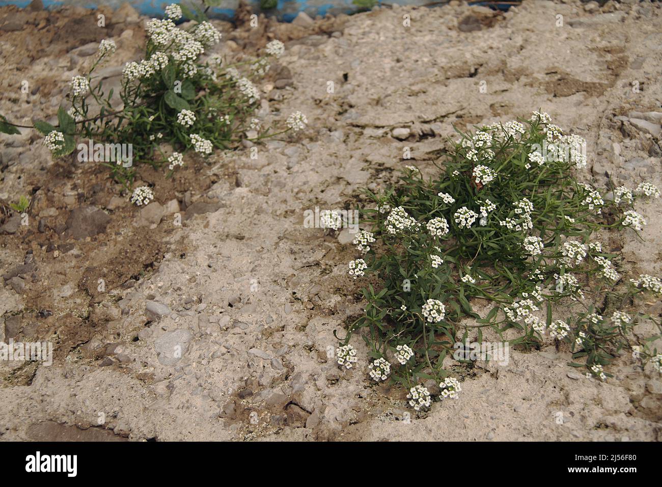 Sweet alyssum (Lobularia maritima) plant in bloom in the wild on the ...