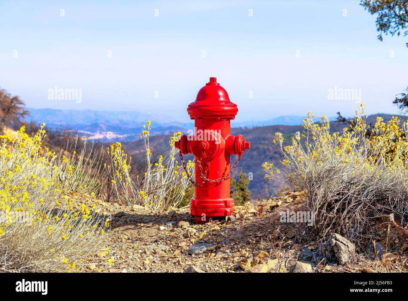 Fire hydrant in plants hi-res stock photography and images - Alamy