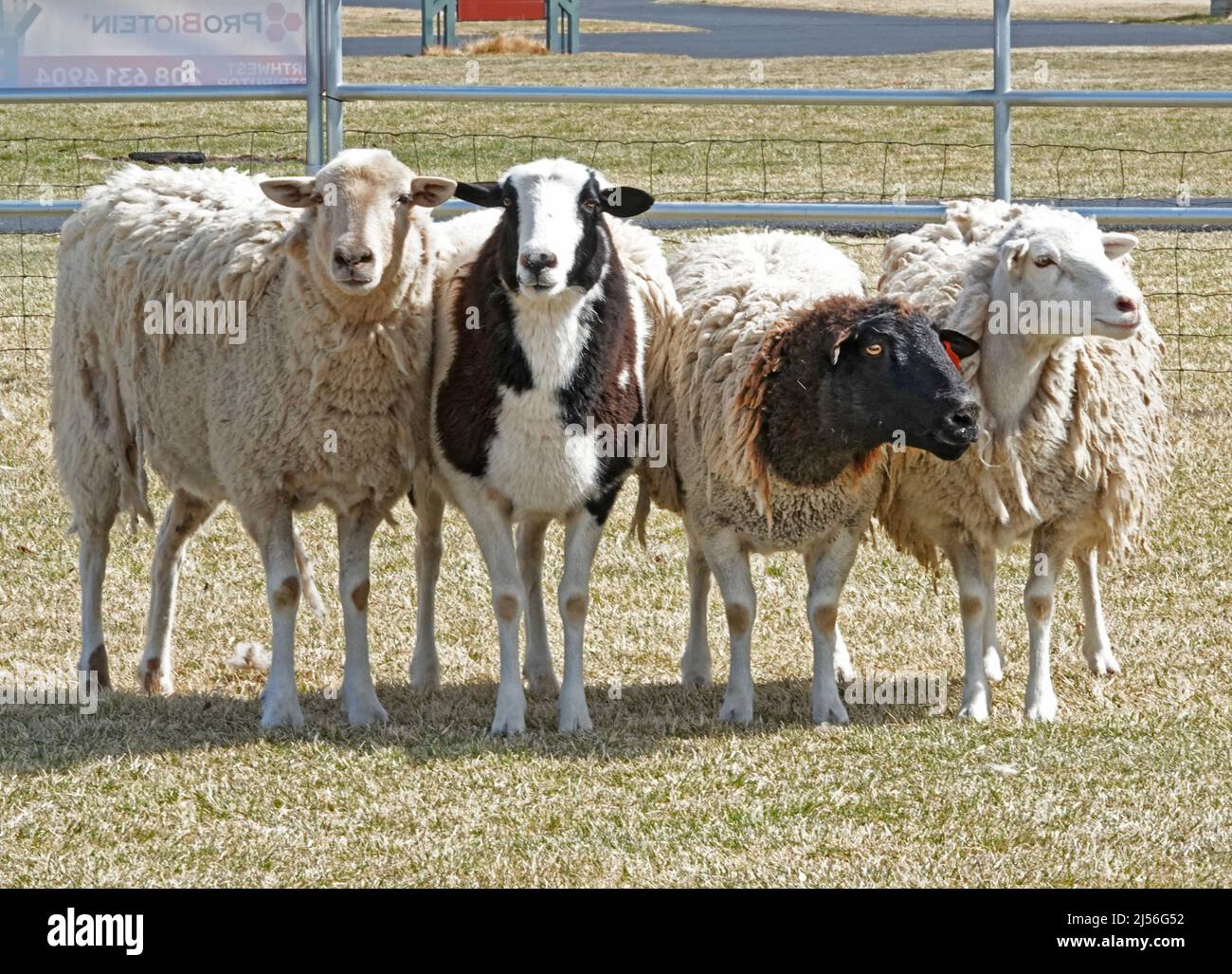 Four sheep that need shearing at a small fair in Redmond, Oregon Stock ...