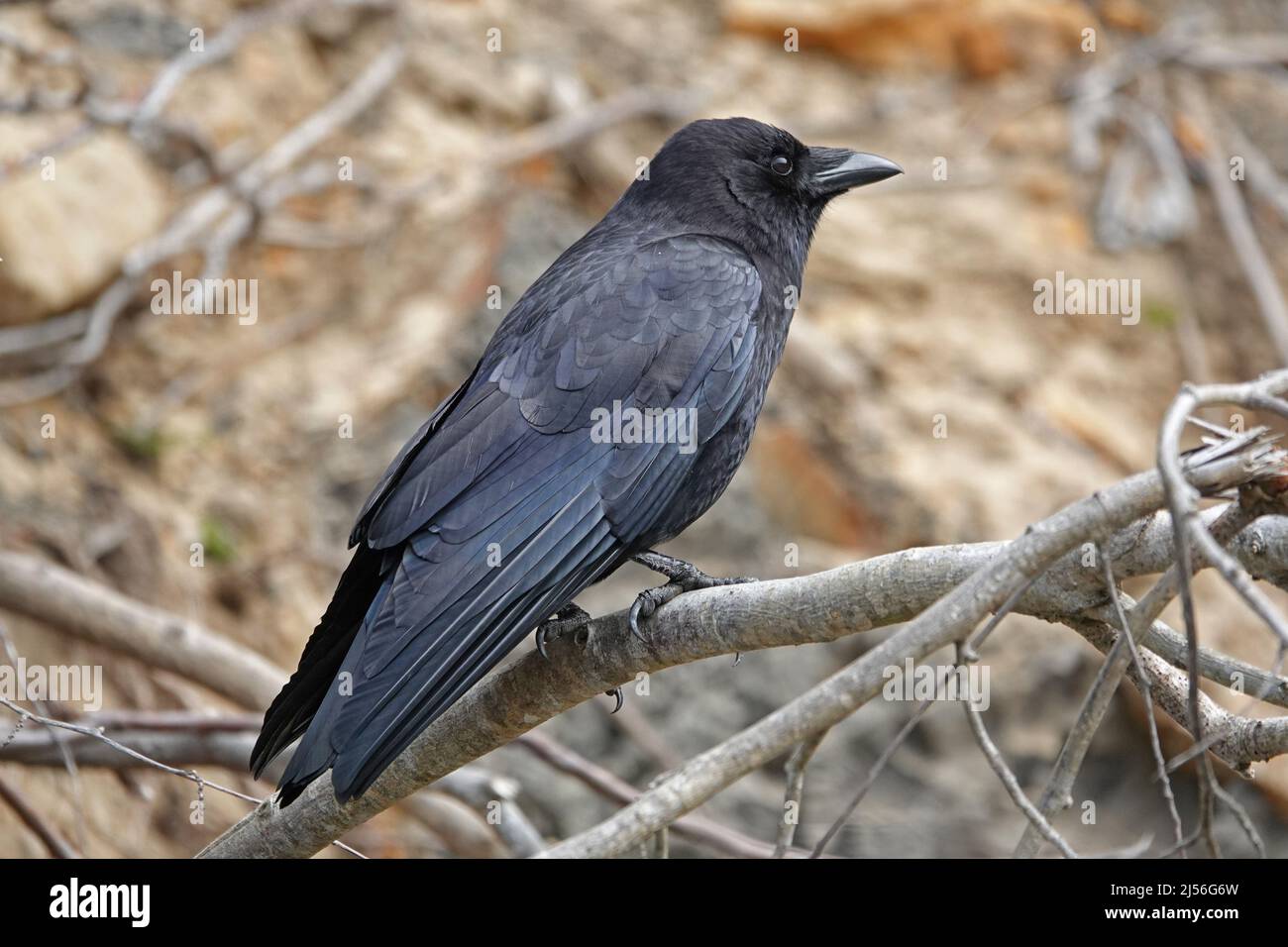 Portrait of a common or American crow, Corvus brachyrhynchos, sitting ...