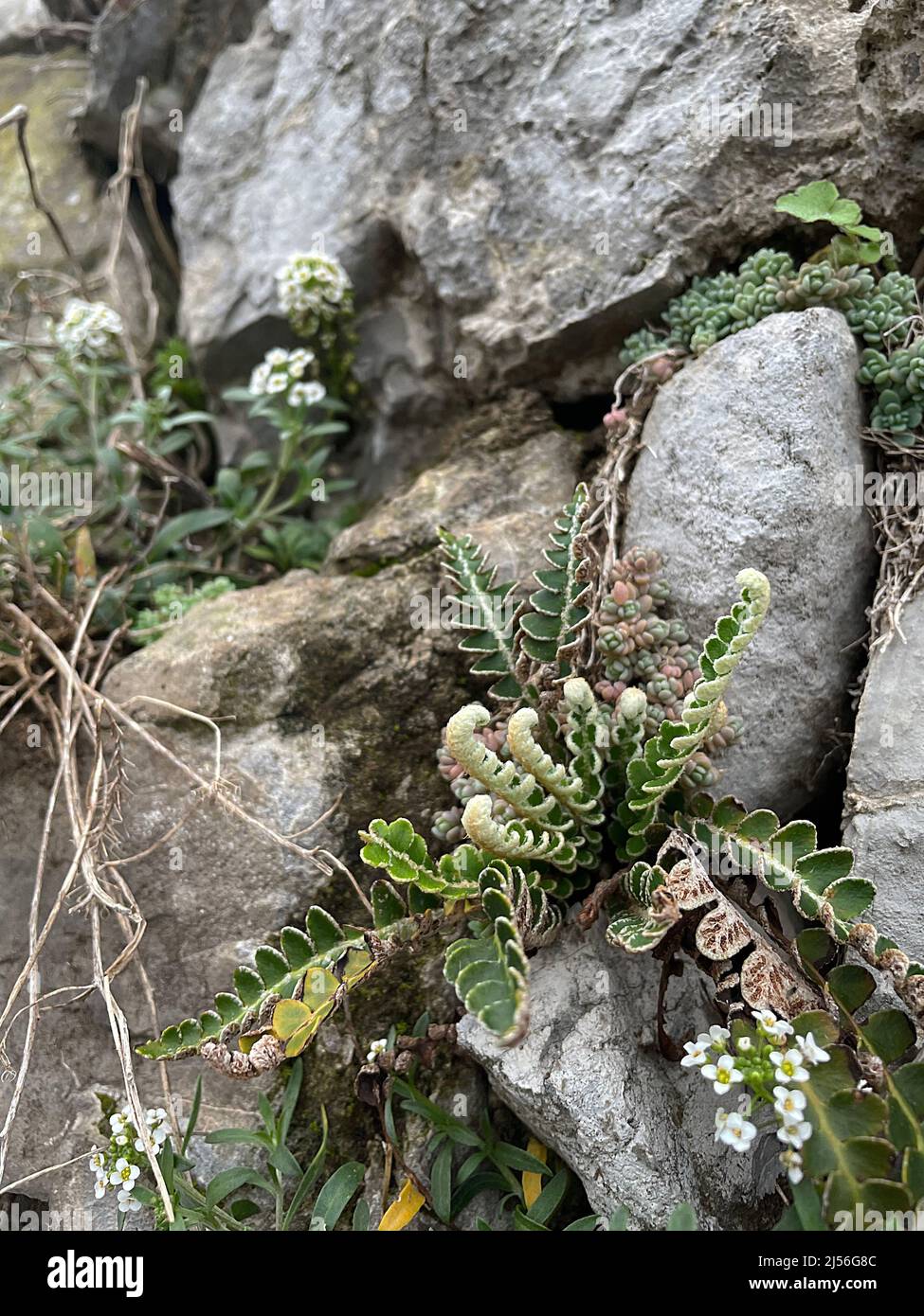 Rustyback fern (Asplenium ceterach) growing on the mountains of the ...