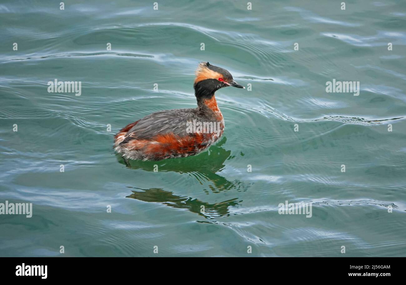 A male horned grebe, Podiceps auritus, in mating colors,swimming in a ...