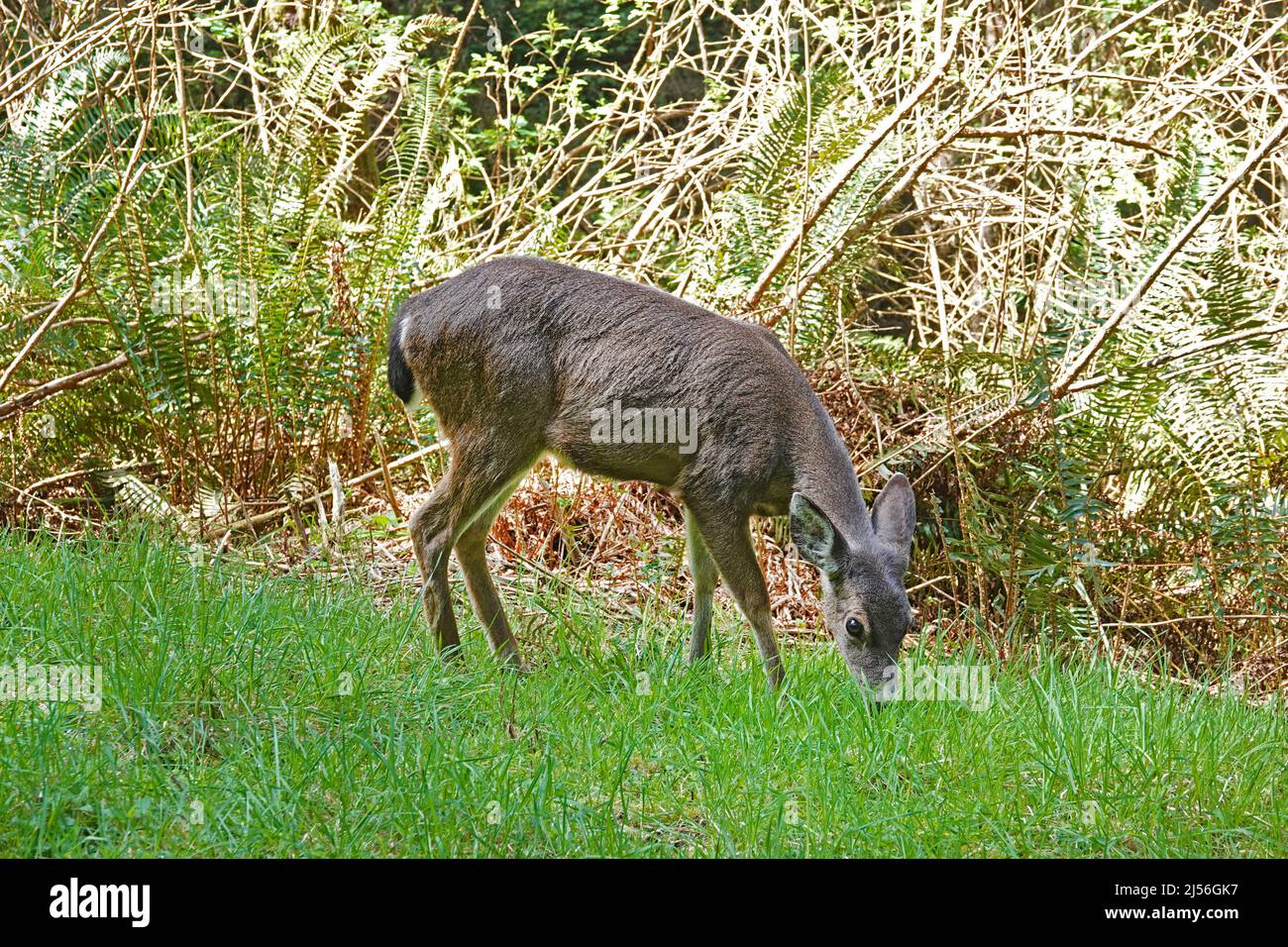 A female Columbia blacktail deer, browsing alongside a paved road in ...