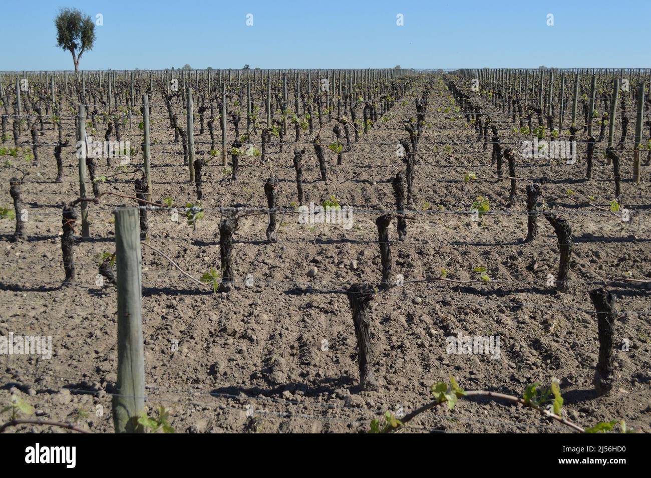 Vineyard seen in the famous wine region of Pomerol in southern France ...