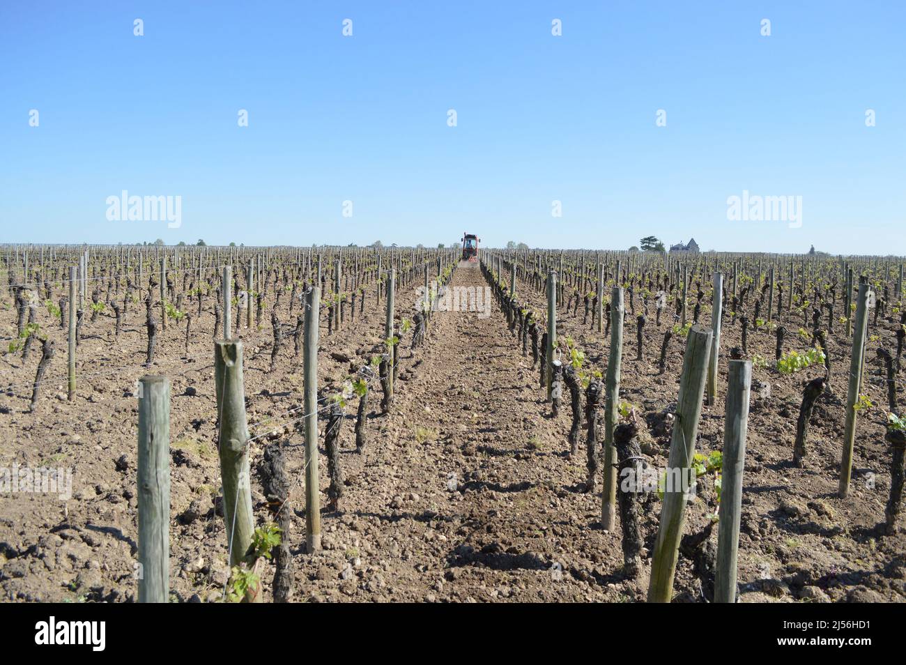 Vine growing techniques hi-res stock photography and images - Alamy
