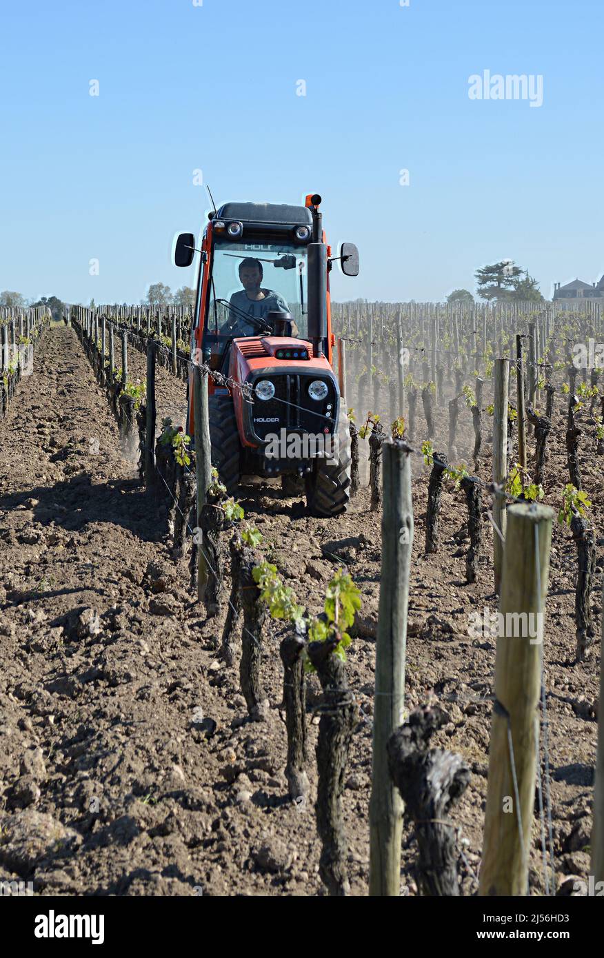 Man seen working in a vineyard, driving a tractor, turning over the ...