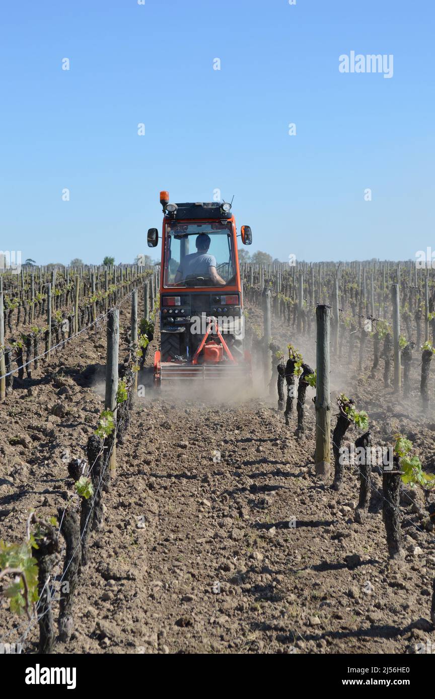 Man seen working in a vineyard, driving a tractor, turning over the ...