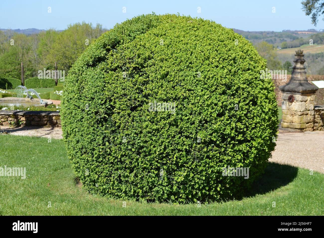 Large round topiary shape of a Buxus sempervirens seen outdoors in the ...
