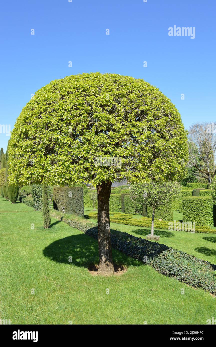 Small apple tree seen shaped in a halve dome topiary Stock Photo - Alamy