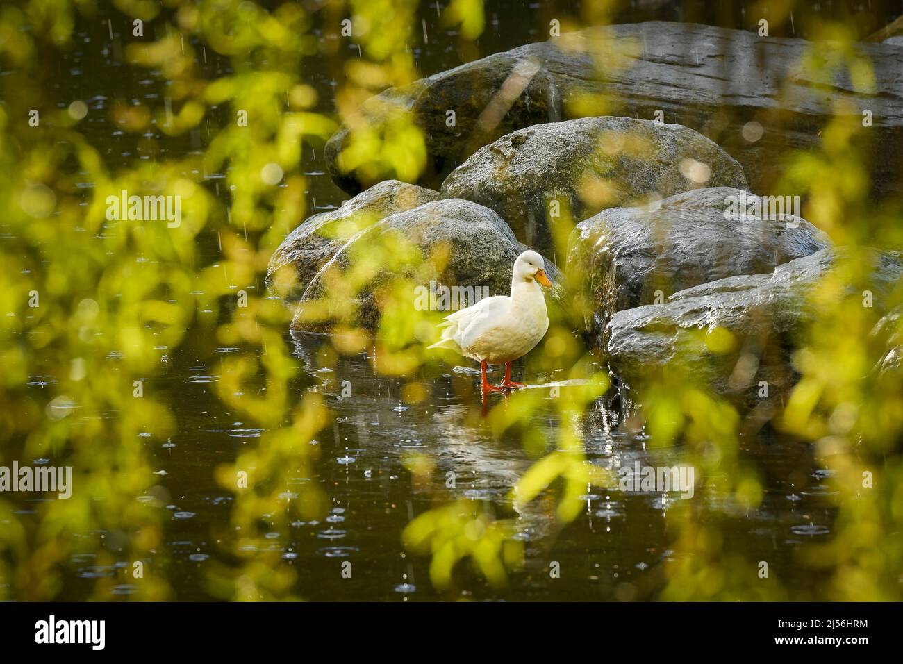 Canada duck hi-res stock photography and images - Alamy
