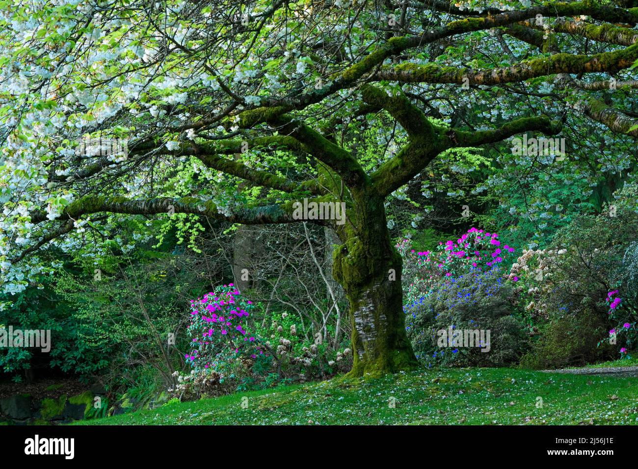 Cherry tree and pink rhododendron bushes, Stanley Park, Vancouver ...