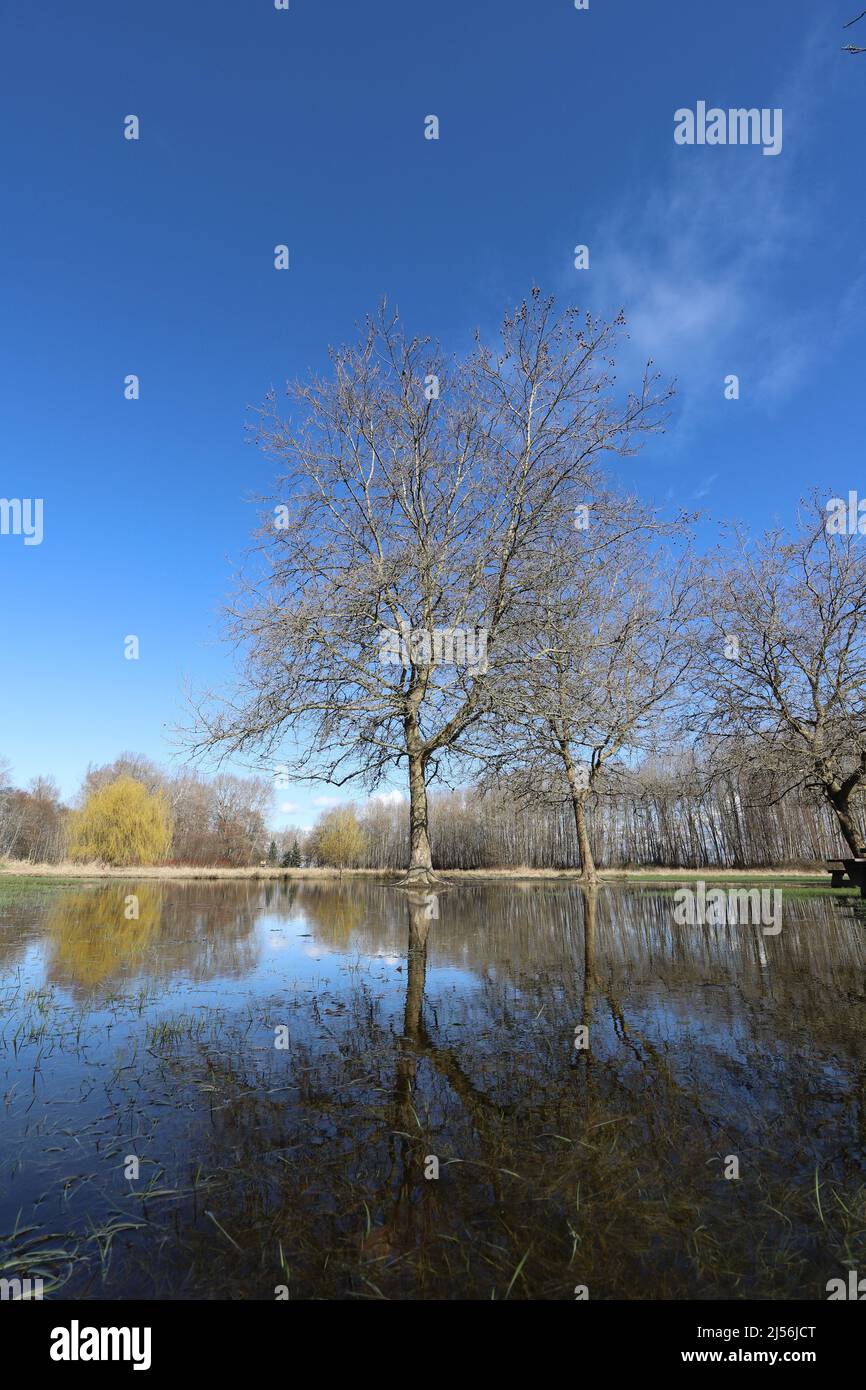Tree on water Stock Photo - Alamy
