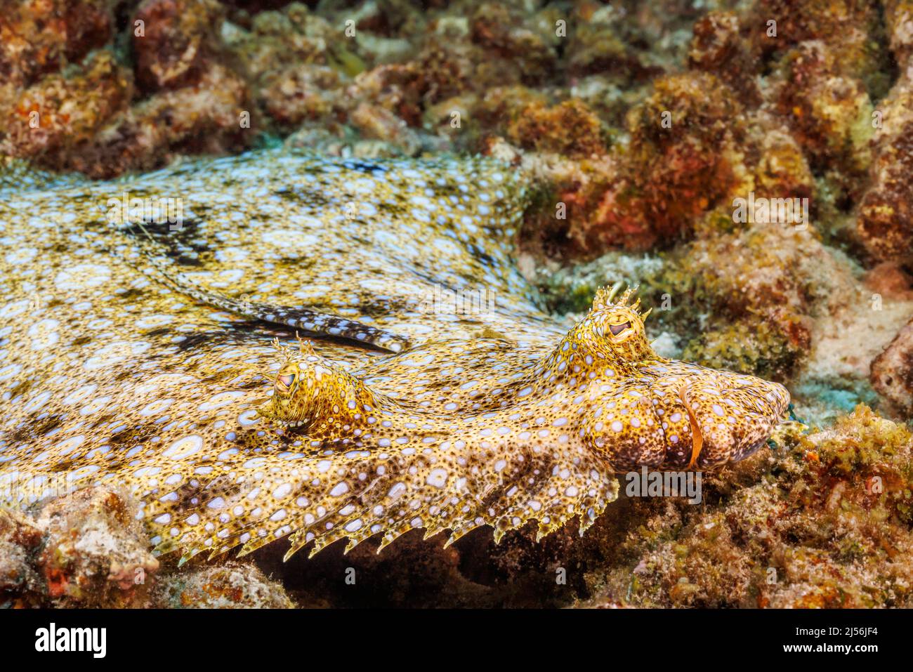 The peacock flounder, Bothus mancus, is a member of the largest family ...