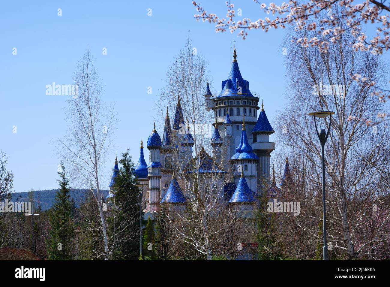 Royal blue flowers hi-res stock photography and images - Alamy