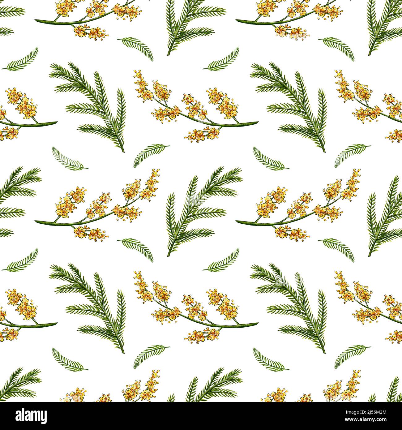 Watercolor drawing of mimosa yellow spring flowers and green leaves ...