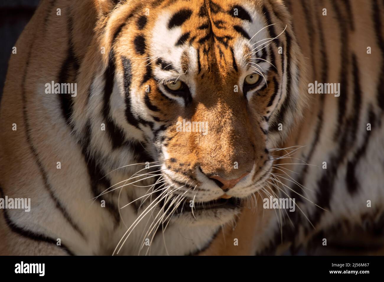Portrait of a Tiger Stock Photo - Alamy