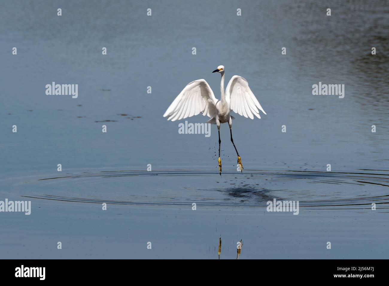 Common large wading birds hi-res stock photography and images - Alamy