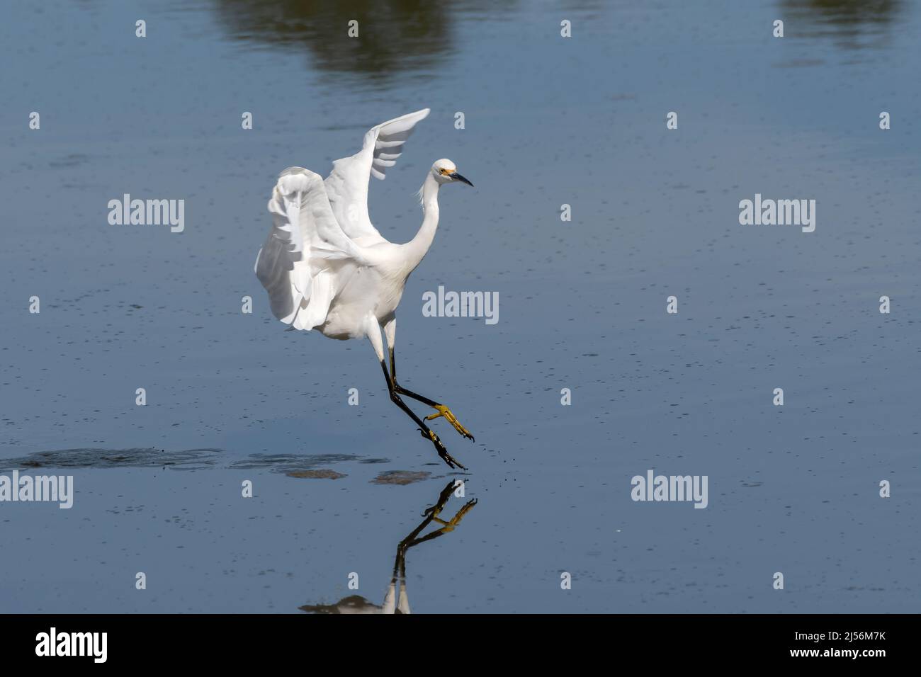 Common large wading birds hi-res stock photography and images - Alamy