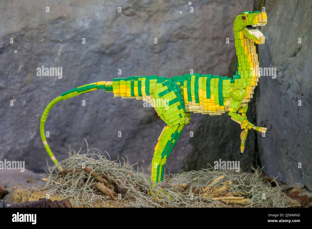 Singapore Apr 10th 2022: The LEGO made dinosaur Compsognathus in ...