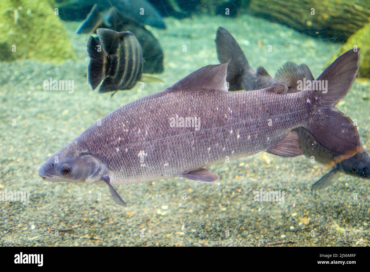 Lake chad basin hi-res stock photography and images - Alamy