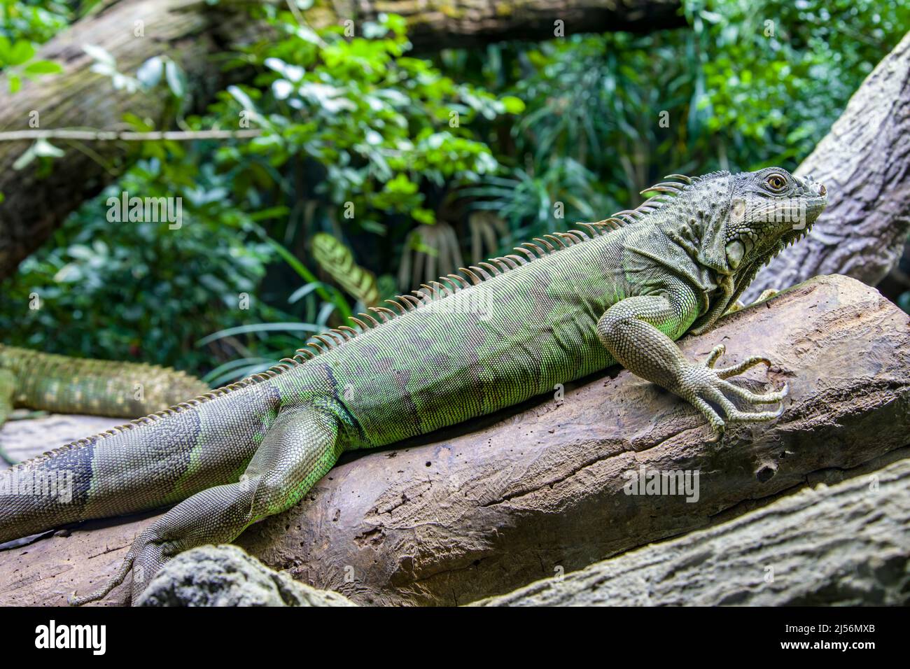The green iguana, also known as the American iguana, is a large ...