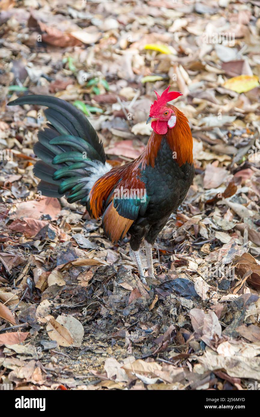 A wild male red junglefowl (Gallus gallus) in Botanic Gardens Singapore ...