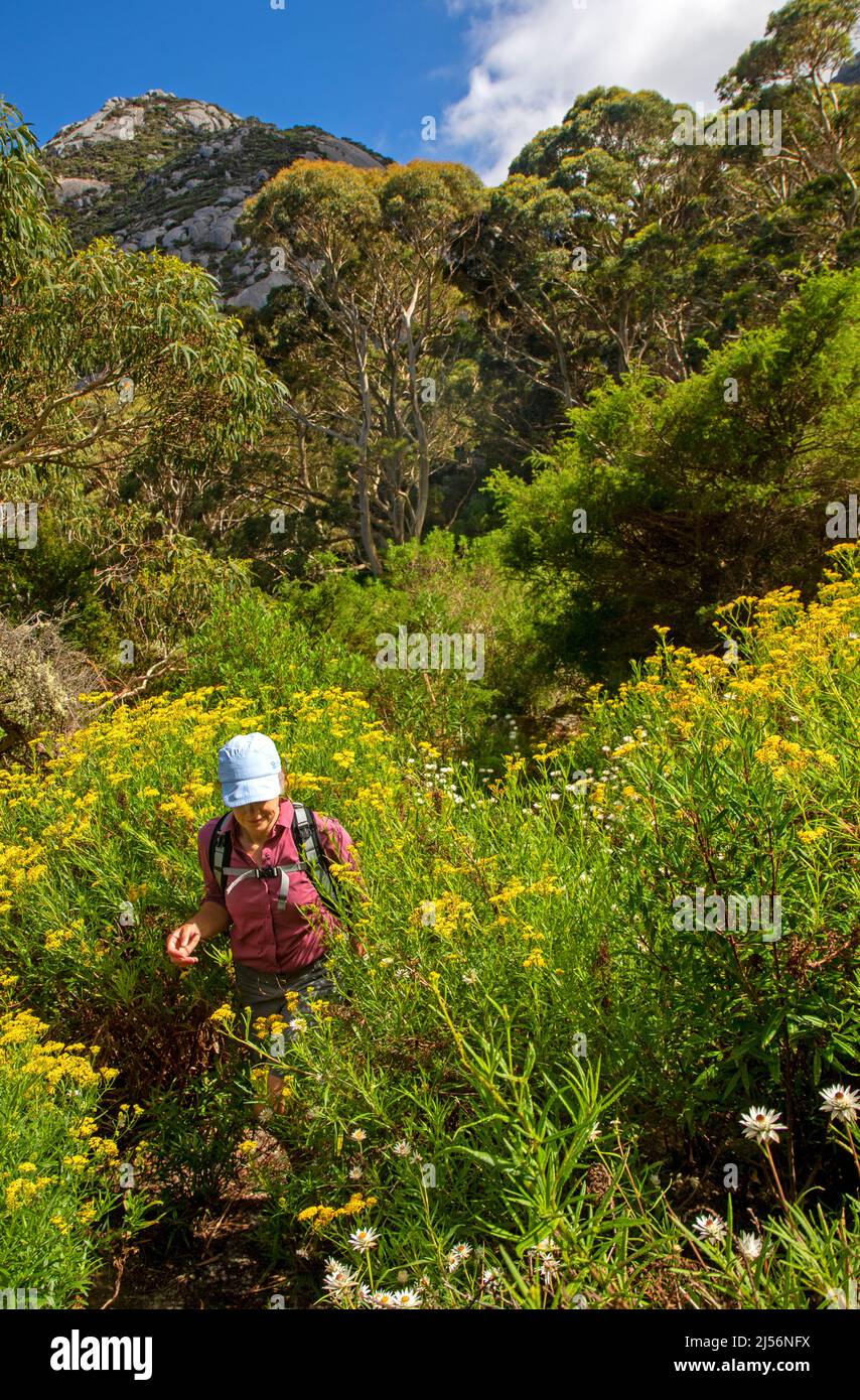 Hiking through flowers on the slopes of the Strzelecki Peaks Stock ...
