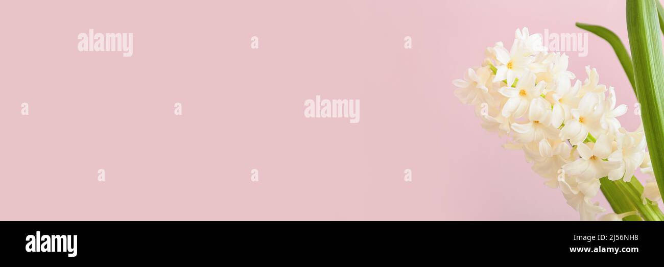 Banner pink hyacinth flowers hi-res stock photography and images - Alamy