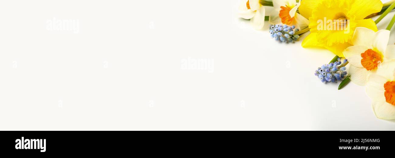 Different beautiful spring flowers on white background with space for ...