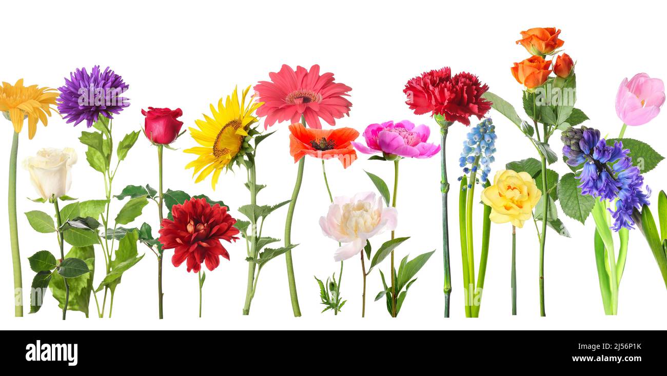 Collection of beautiful colorful flowers on white background Stock ...
