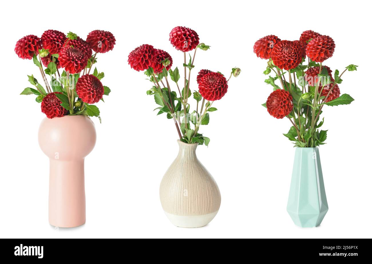 Vases with beautiful dahlia flowers isolated on white Stock Photo - Alamy
