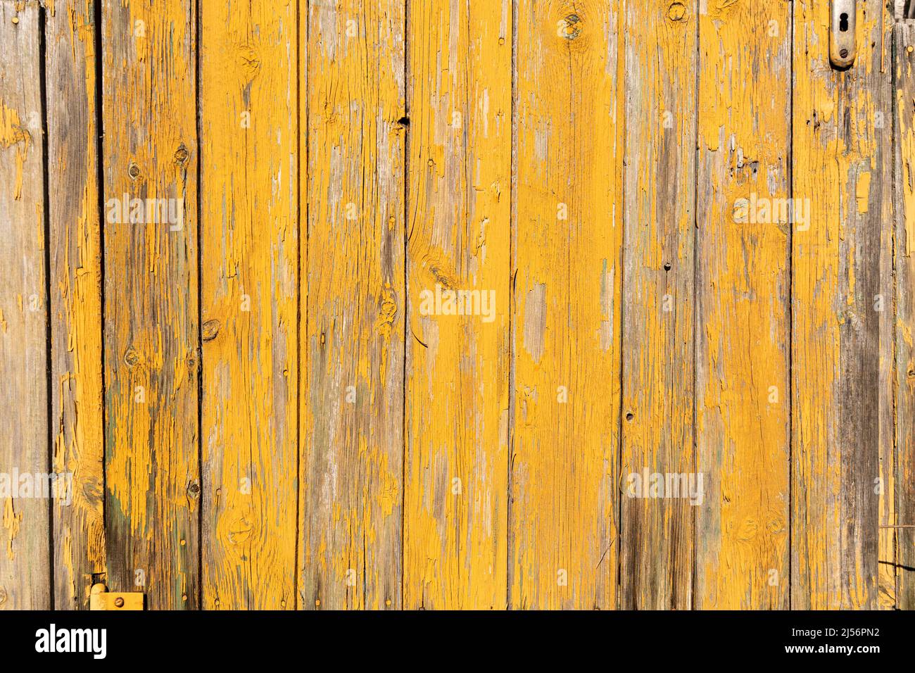 Yellow wodden planks covered with old flaking paint and visible wood ...