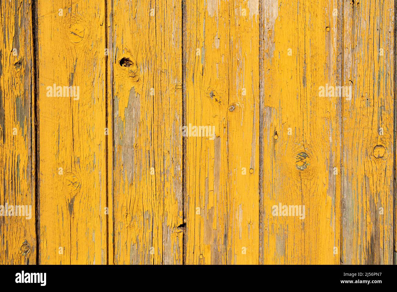 Yellow wodden planks covered with old flaking paint and visible wood ...