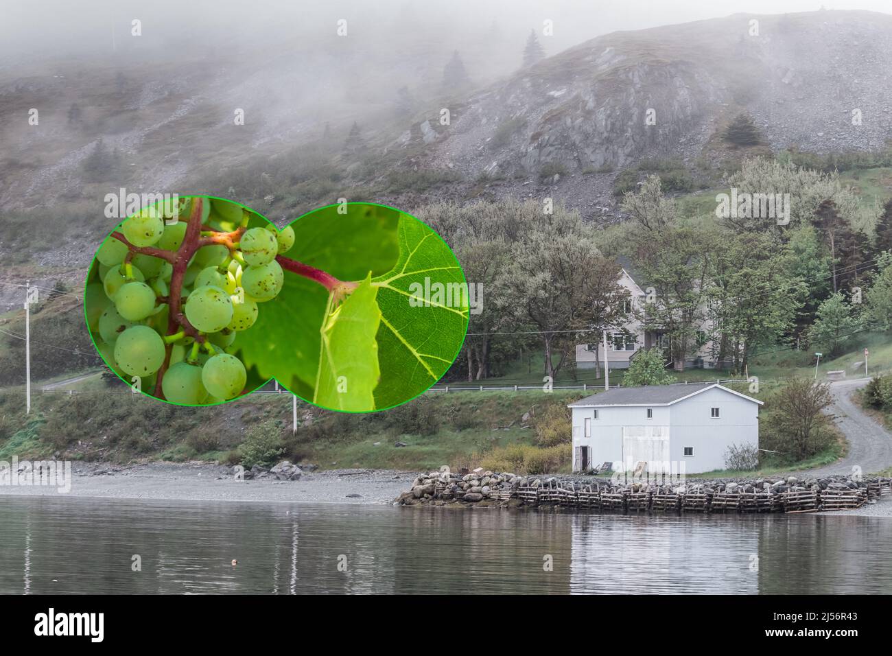 Close look at the avalon peninsula, Newfoundland, Canada Stock Photo ...