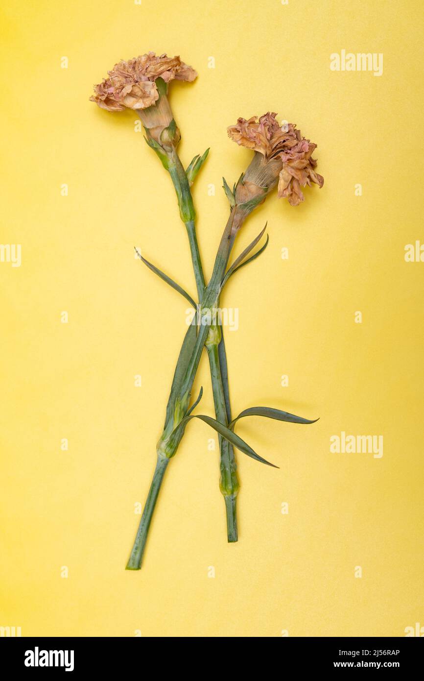 Carnations dead hi-res stock photography and images - Alamy