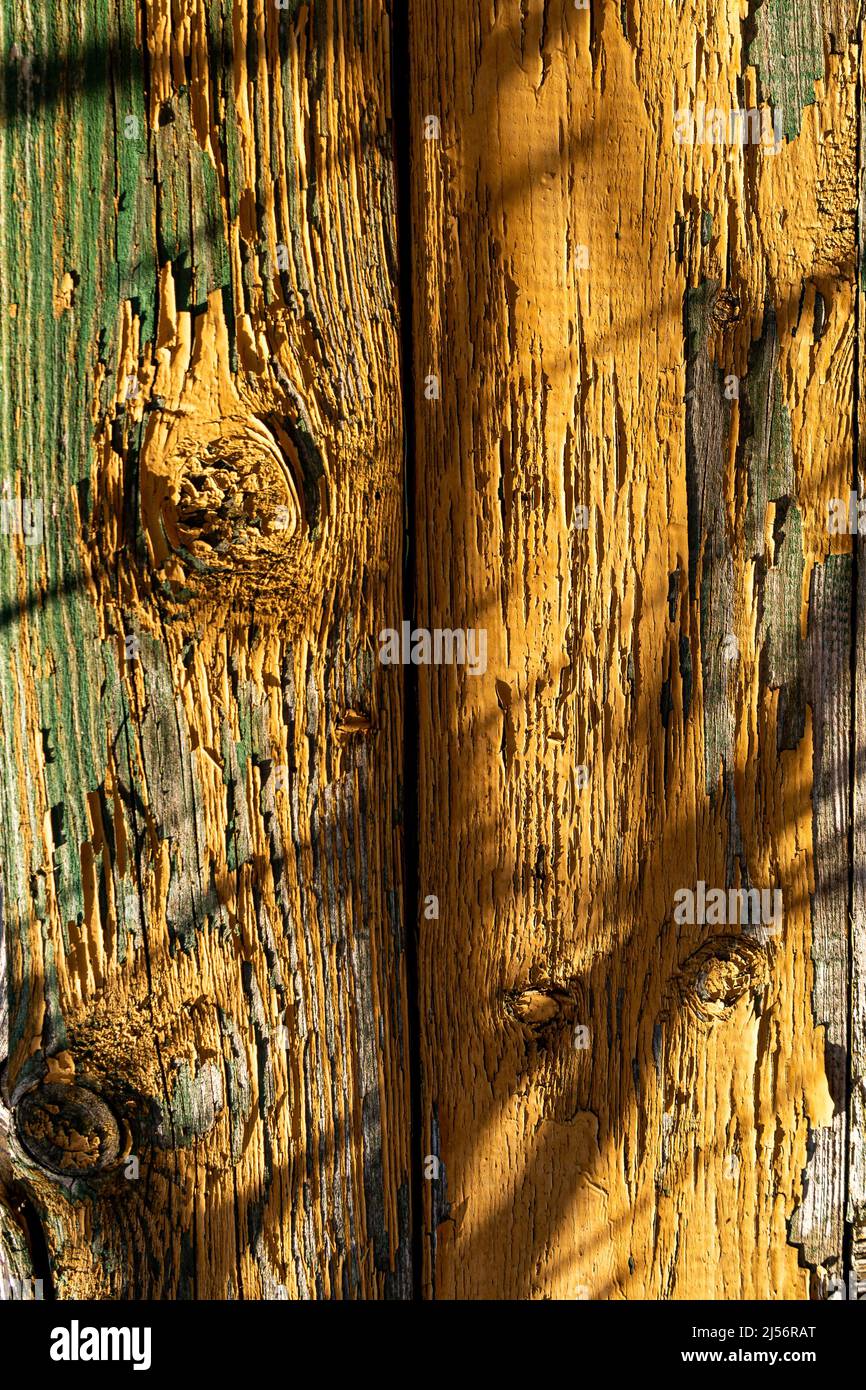 Yellow wodden planks covered with old flaking paint and visible wood ...