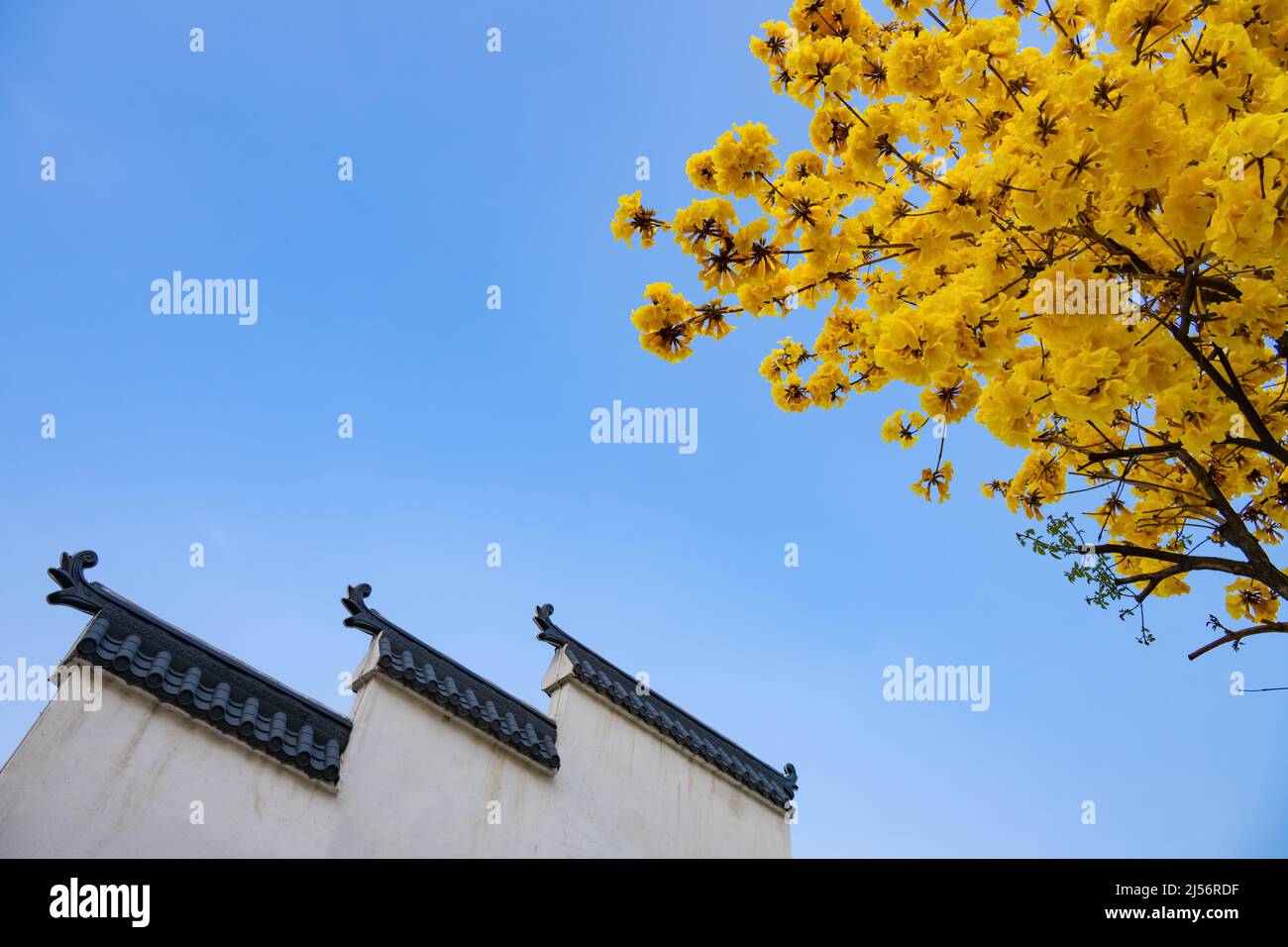 traditional Chinese building and blooming Guayacan or Handroanthus ...