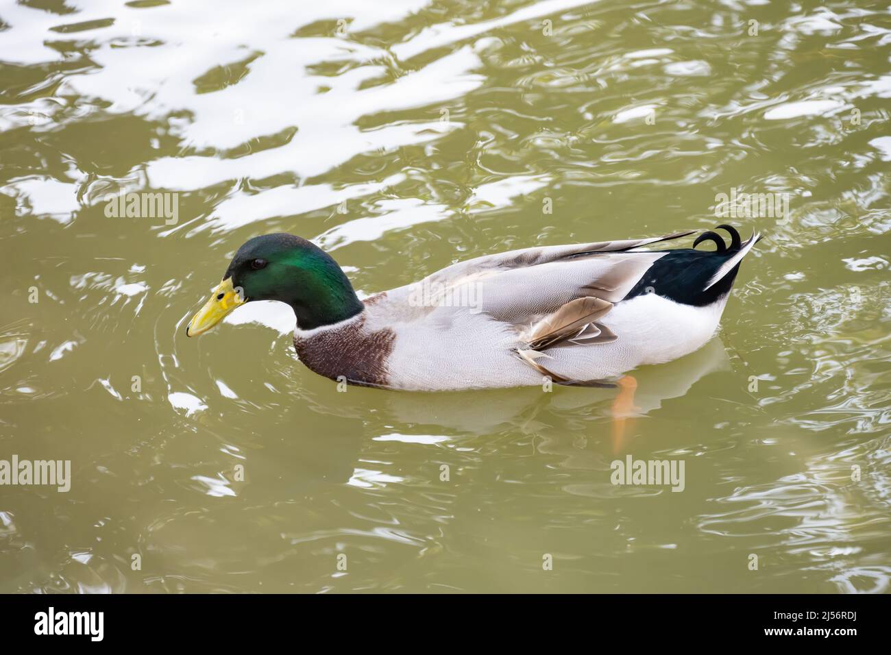 mallard duck floating on a pond Stock Photo - Alamy