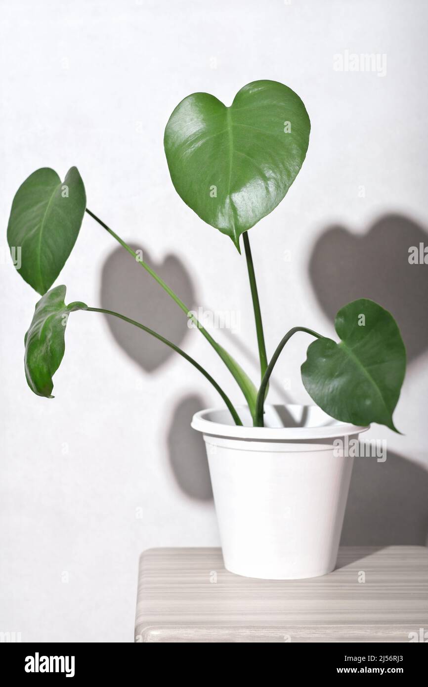 Monstera deliciosa table hi-res stock photography and images - Alamy