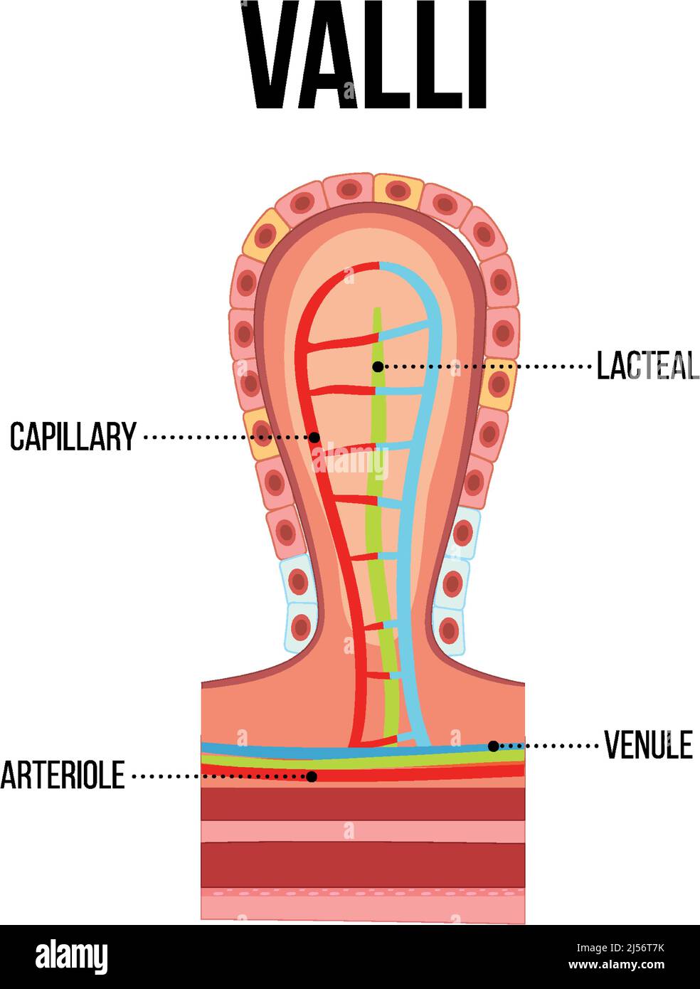 Arteriole Stock Vector Images - Alamy