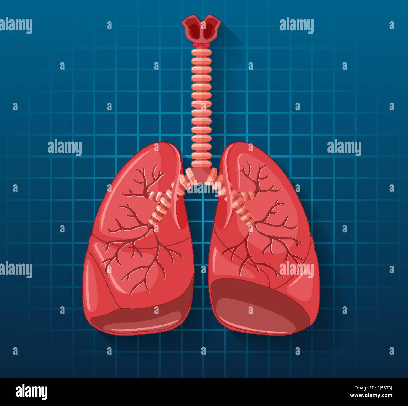 Human internal organ with lungs illustration Stock Vector Image & Art ...